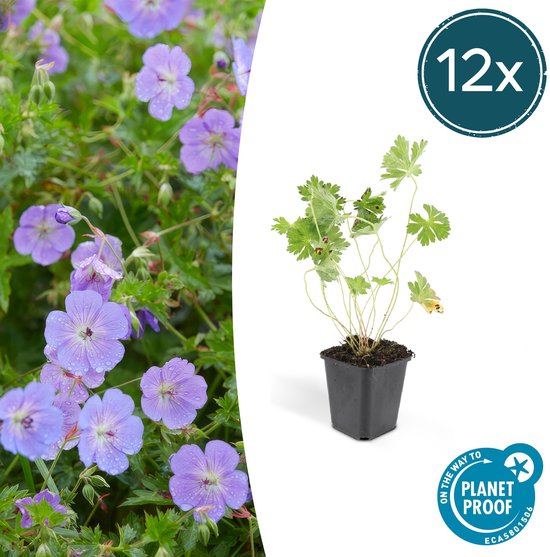 Tuinplantenshop.com | Geranium Rozanne | 12 stuks - Ø9cm - 10-25cm hoog ...