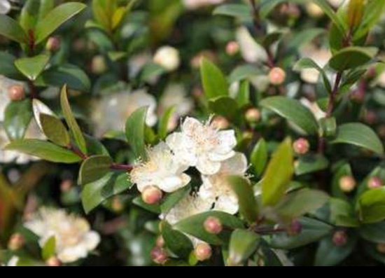 GRDplanten Myrtus Communis Mirte Plant - Groenblijvende heester - 30-40 ...
