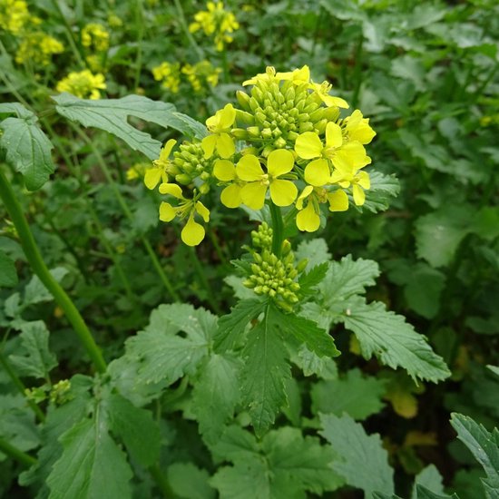 Mosterd Witte - Sinapis alba 1KG | bol