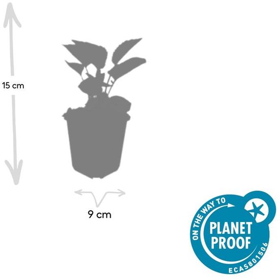 Rode zonnehoed 'Magnus' - 6 stuks | Vaste plant | winterhard | bol