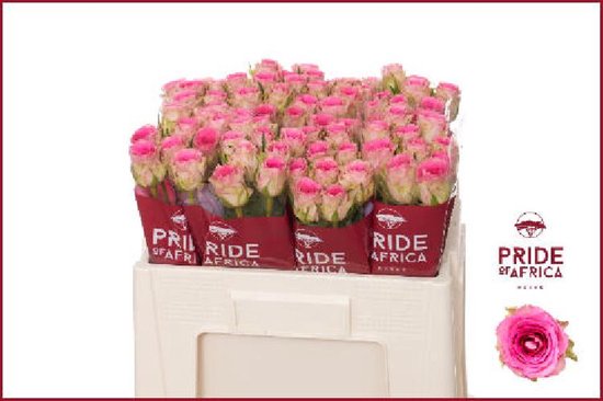 20x Rosa times square 50cm | bol