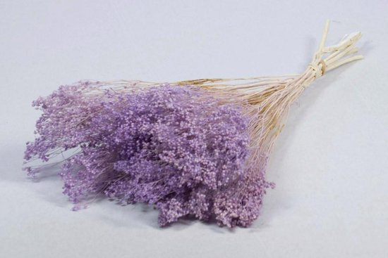 60x pres.broom bloom bleached lilac | bol
