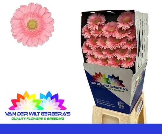 20x Germini juna 70cm | bol
