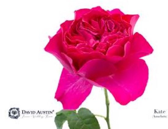 24x Rosa david austin kate 50cm | bol