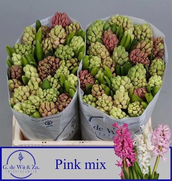 25x Hyac.mix vast pink 30cm | bol