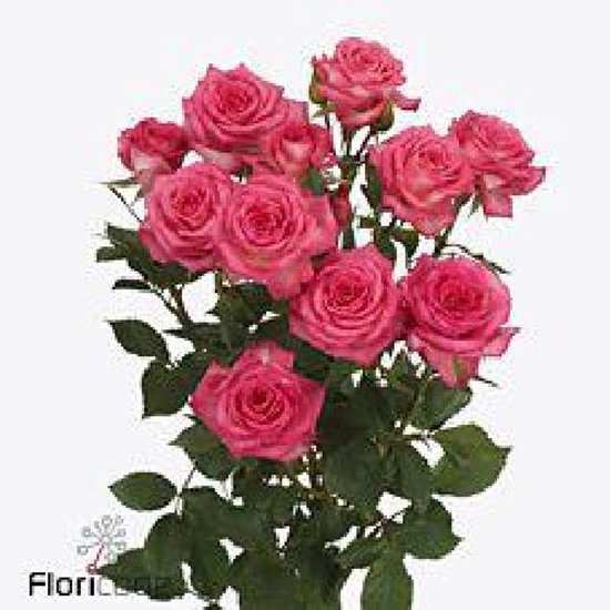 10x Rosa sweet julia 50cm | bol