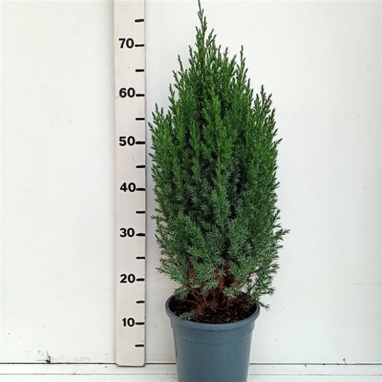Juniperus chinensis 'Stricta' - 3 liter pot -.5 40-50 cm | bol