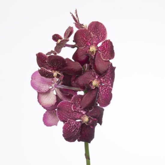 16x Vanda chocolate red 20cm | bol
