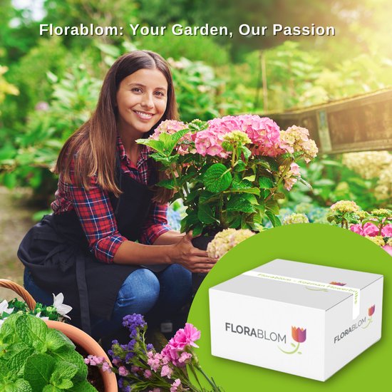 Rabarber (Rheum rhabarbarum) - Holsteiner Blut - Vaste planten ...