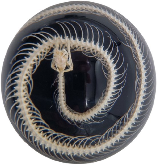 Skelet slang in hars - Echte slangen skelet in mooie bolvormig hars | bol