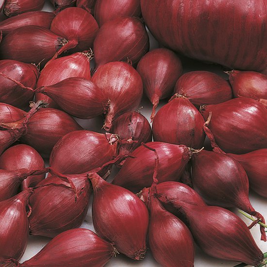 Bloomique - 125 Stuks - Stuttgarter Riesen Uien - Rode Ui - Pootuitjes ...