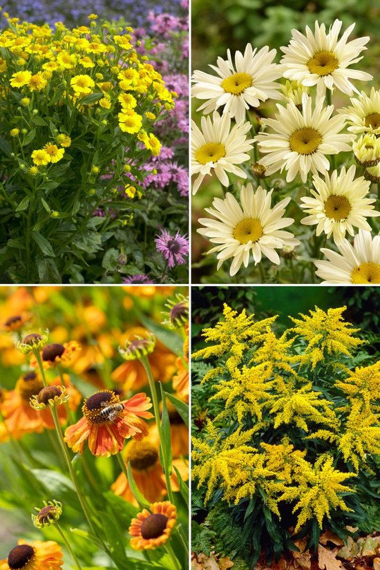Bulbs by Brenda | Bijen en vlinder vaste planten pakket geel/oranje | 4 ...