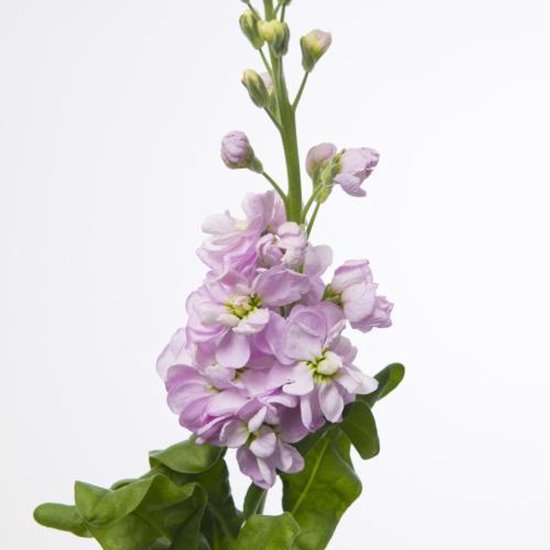 10x Matt.mathilda pink 60cm | bol