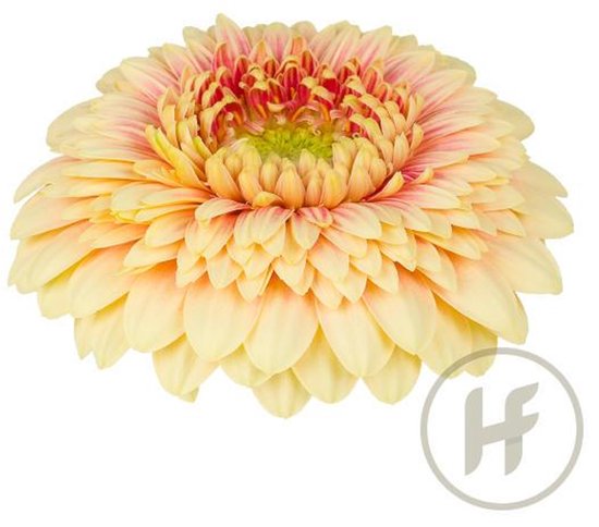 20x Germini pomponi bebob 70cm | bol