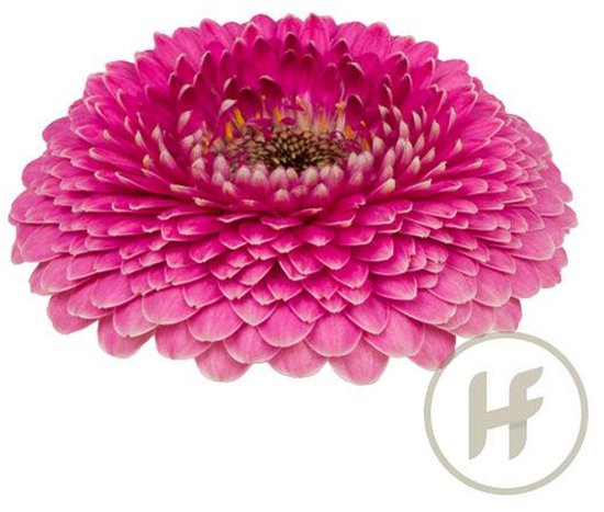 60x Germini gerponi janou 40cm | bol