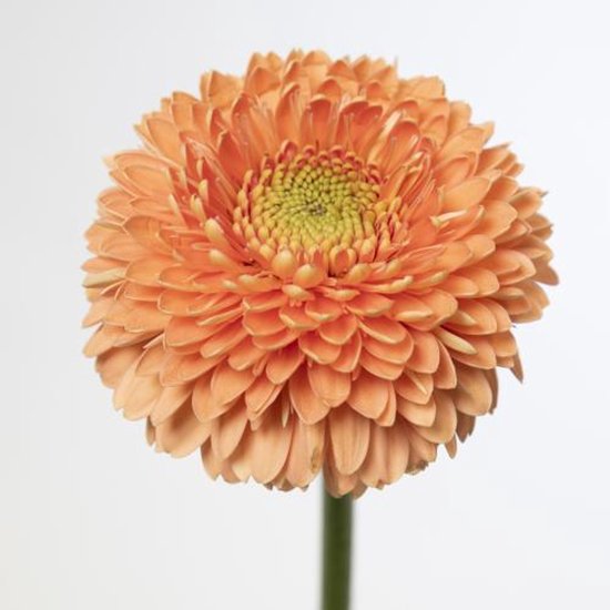 60x Germini gerponi jive 40cm | bol