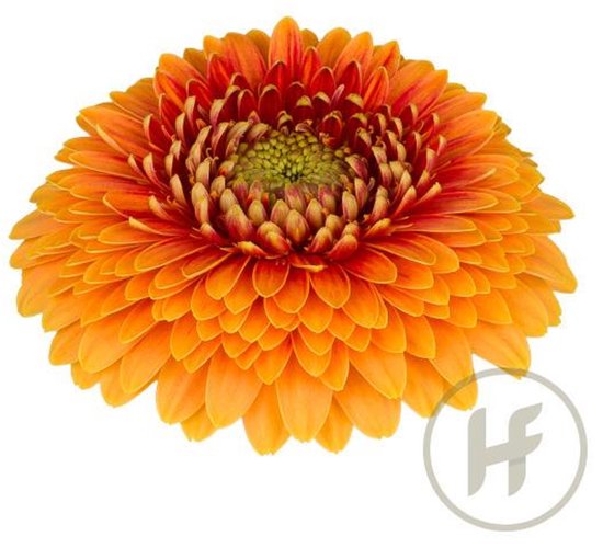 60x Germini pomponi bonita 40cm | bol