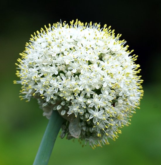 6x Allium hybrida 'Mount Everest' Pot 9x9cm - Prachtige witte bloemen ...