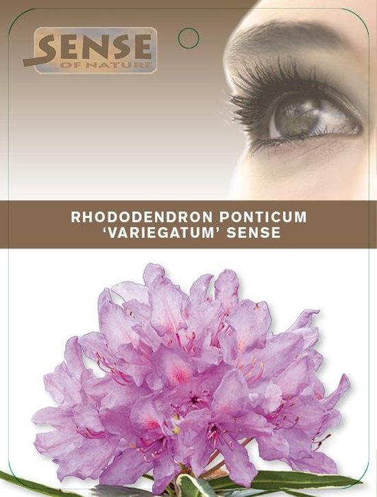 Arbustes de haie - Un ensemble 1 - Rhododendron ponticum 'Variegatum ...