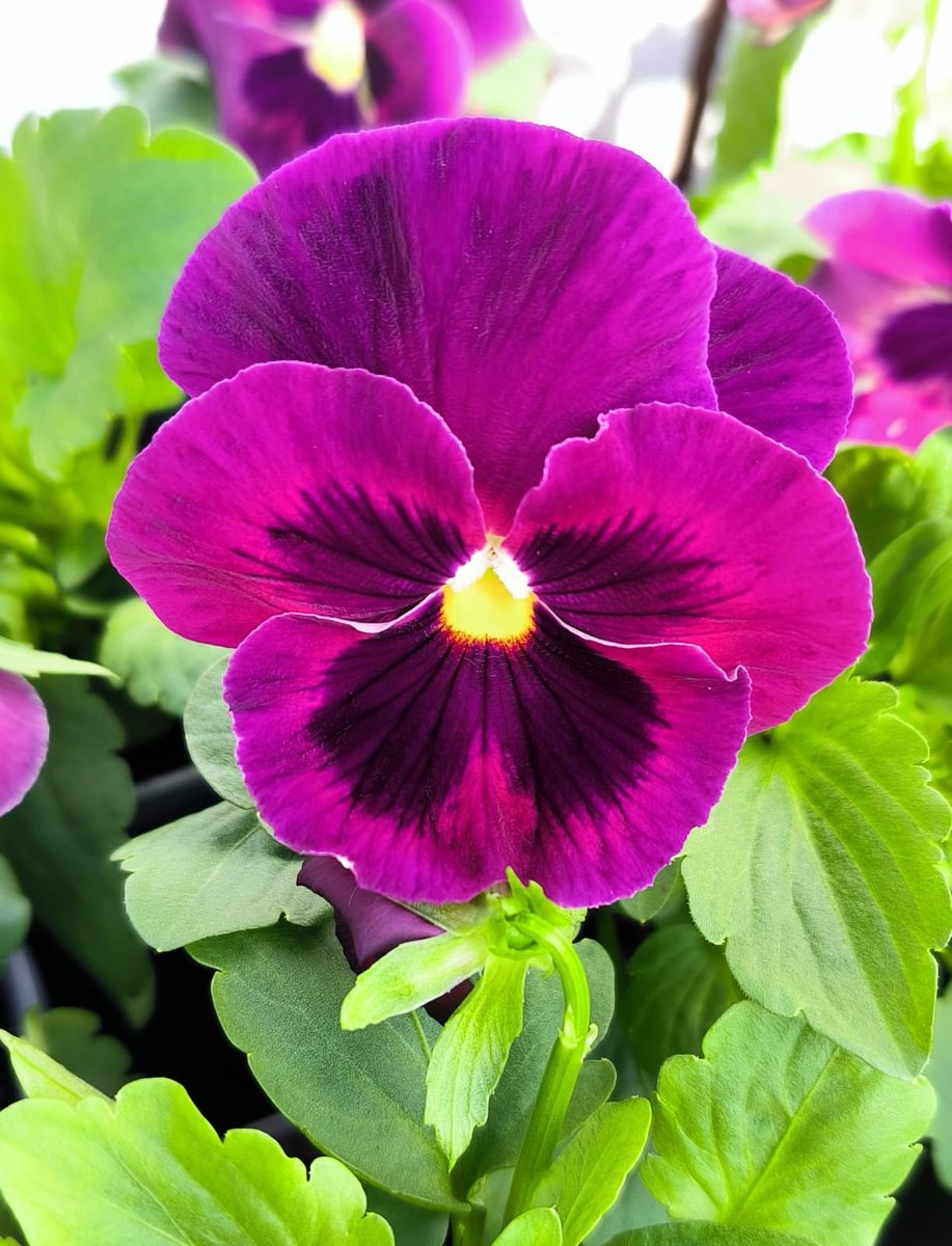 Viooltjes Roze 12 stuks - Winterviooltjes - Grootbloemige violen - 12 ...