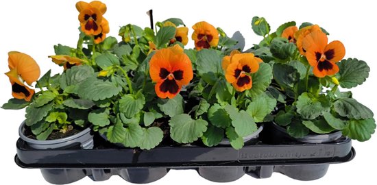 Viooltjes Oranje 12 stuks - Winterviooltjes - Grootbloemige violen - 12 ...