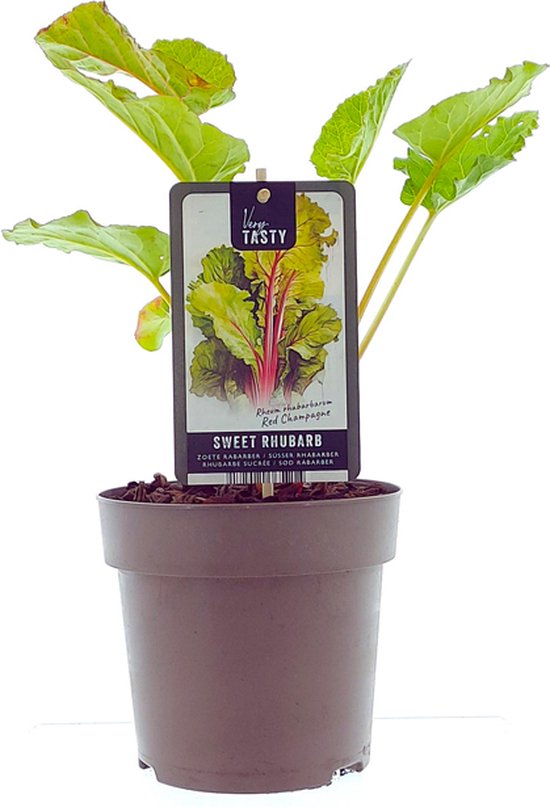 Rabarber - Rheum Red Champagne - zelfbestuivend - fruitstruik - plant ...
