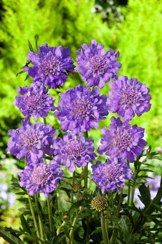 Plants Online - Tuinplanten - Vaste planten - Set van 10 - Scabiosa ...