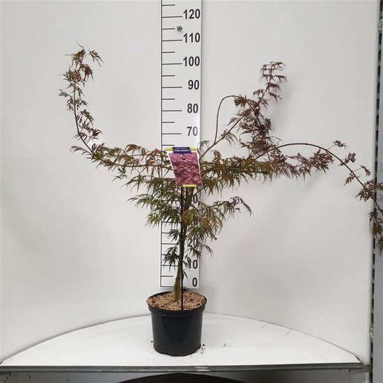 Plants Online - Tuinplanten - Heesters - Set van 1 - Acer palmatum ...