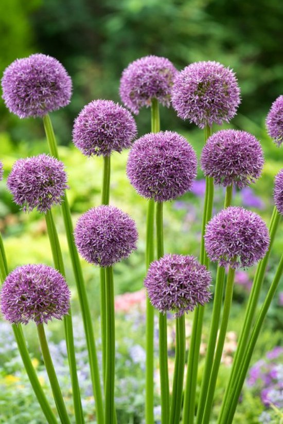 Plants Online - Tuinplanten - Vaste planten - Allium 'Pinball Wizard ...