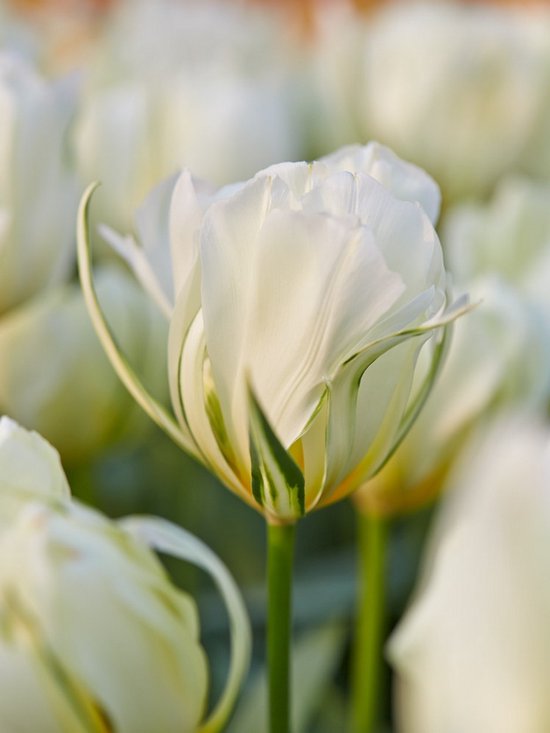 200x Tulpen 'Exotic emperor' - BULBi® Bloembollen met bloeigarantie | bol