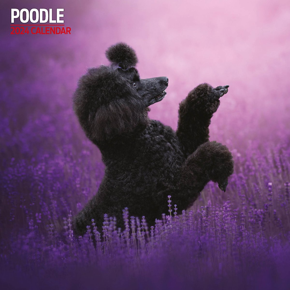 Poedel Kalender 2024 Magnet en Steel | bol