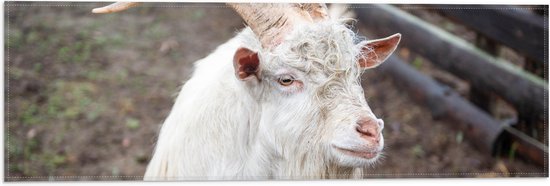 Vlag - Witte geit staat in wei met houten hek - 60x20 cm Foto op ...