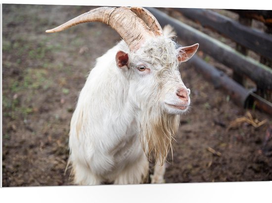 PVC Schuimplaat - Witte geit staat in wei met houten hek - 105x70 cm ...