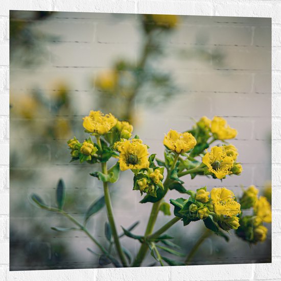 Muursticker - Gele Ruta Bloemen aan Lange Stengels - 80x80 cm Foto op ...