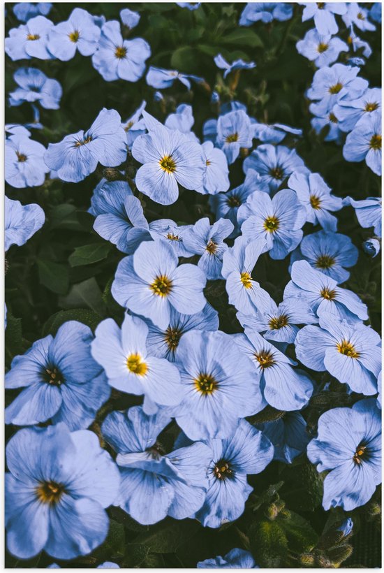 Poster (Mat) - Vergeet me nietjes bloemen blauw met gele binnenkant ...