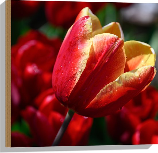 Hout - Rood met Gele Tulp met Rode Bloemen Achtergrond - 50x50 cm - 9 ...