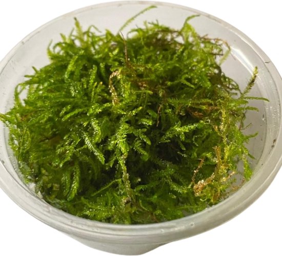 Peacock Moss - Cup 80 cc - Aquarium mos - Aquariumplant - Aquarium ...
