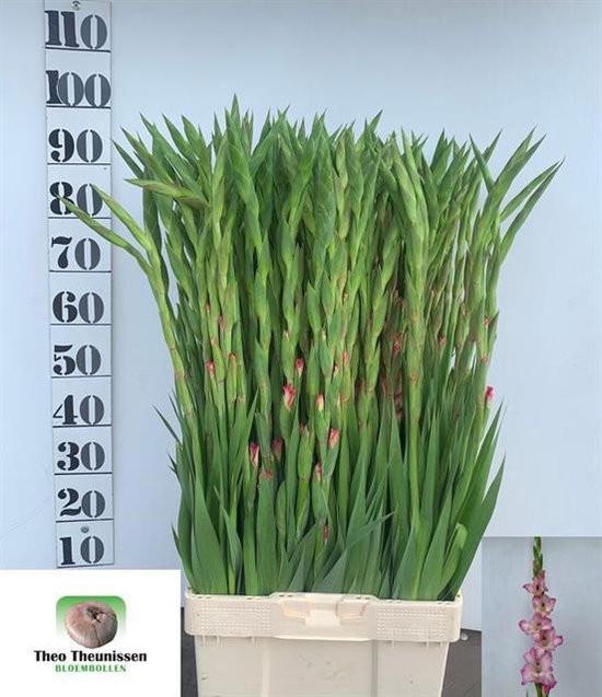 DutchFlowers - Boeket - 10x Monstera blad 70cm | bol