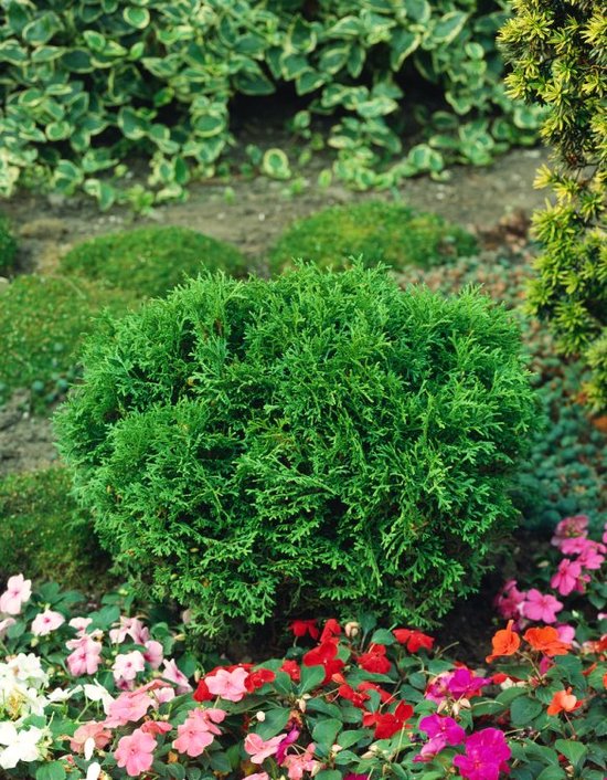 Plants Online - Set van 1 - Thuja occidentalis 'Tiny Tim' - 2 liter pot ...