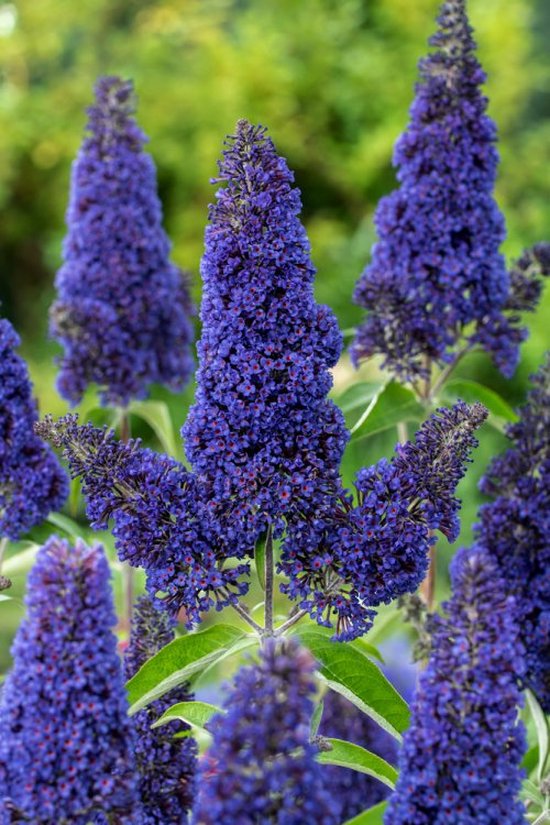 Buddleja davidii 'Ellen's Blue' C3 cm | bol.com