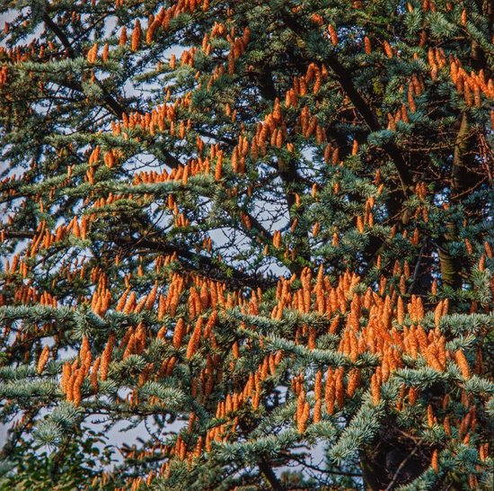 Cedrus libani 'Glauca' C15 200-225 cm | bol