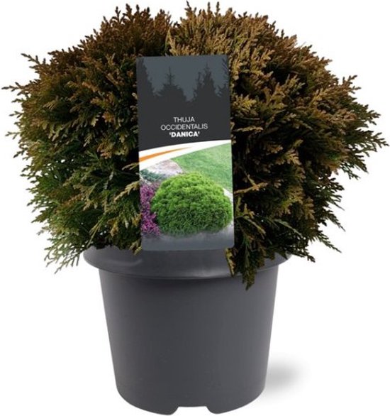 Thuja occidentalis 'Danica' - 5 liter pot - 30-40 cm | bol