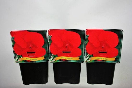 Plants Online - Tuinplanten - Heesters - Set van 1 - Hibiscus 'Fireball ...