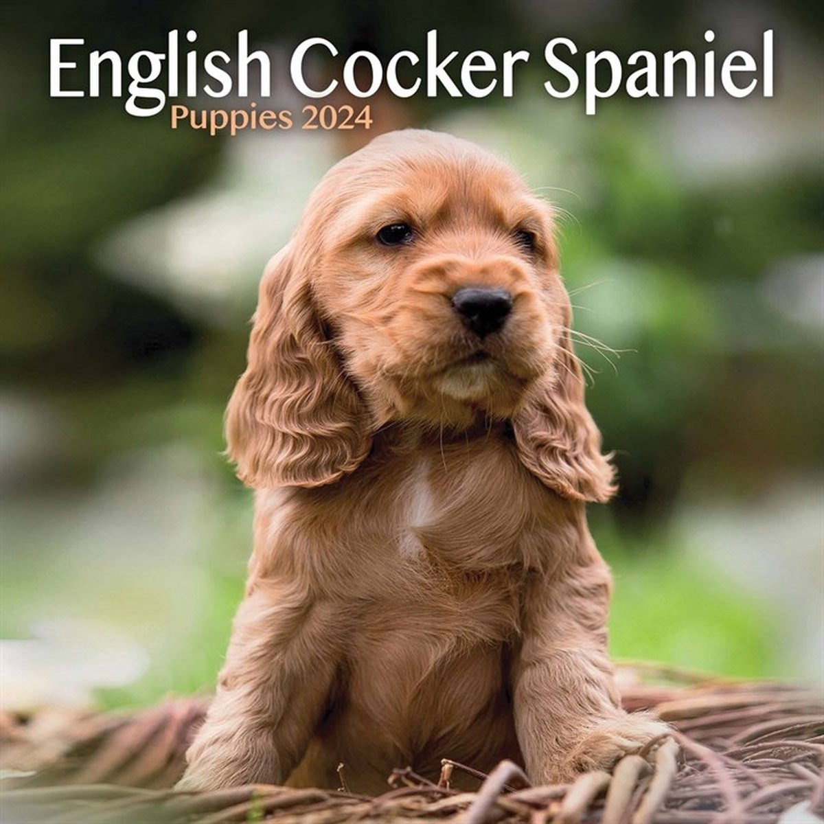 Engelse Cocker Spaniel Kalender 2024 Mini ( 18 x 36 cm ) | bol