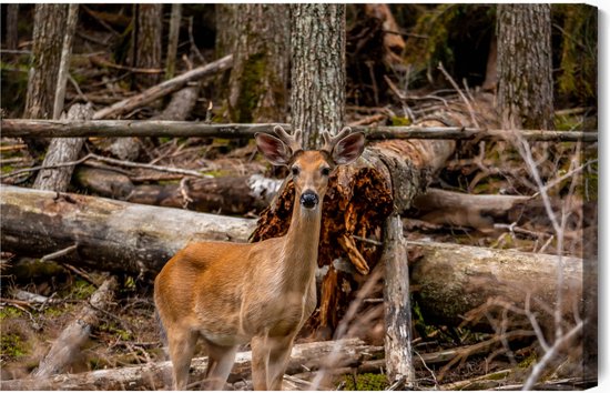 Schilderijkoning - Canvas Schilderij Een Jong Hert Tussen De Bomen - 70 ...