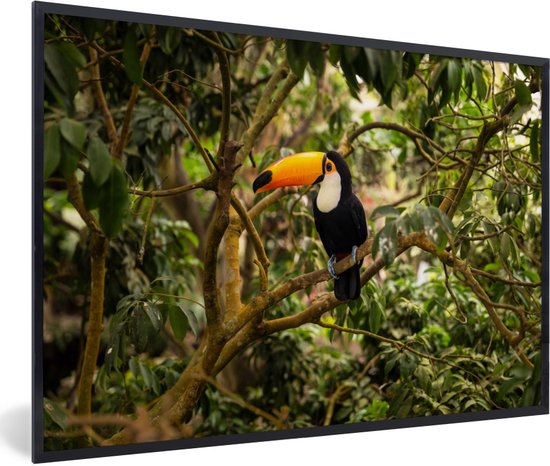 Poster - Fotolijst - Vogel - Toekan - Jungle - Natuur - 120x80 cm ... Poster - Fotolijst - Vogel - Toekan - Jungle - Natuur - 120x80 cm ...