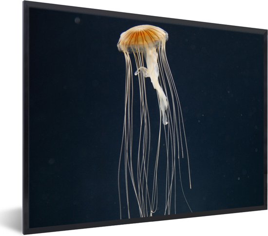 Fotolijst incl. Poster - Kwal - Zeedier - Tentakels - 40x30 cm ...