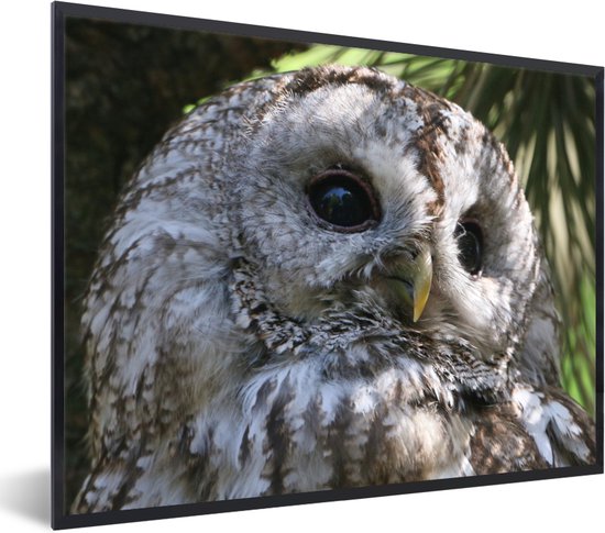 Fotolijst incl. Poster - Close-up van een bruine bosuil - 40x30 cm ...