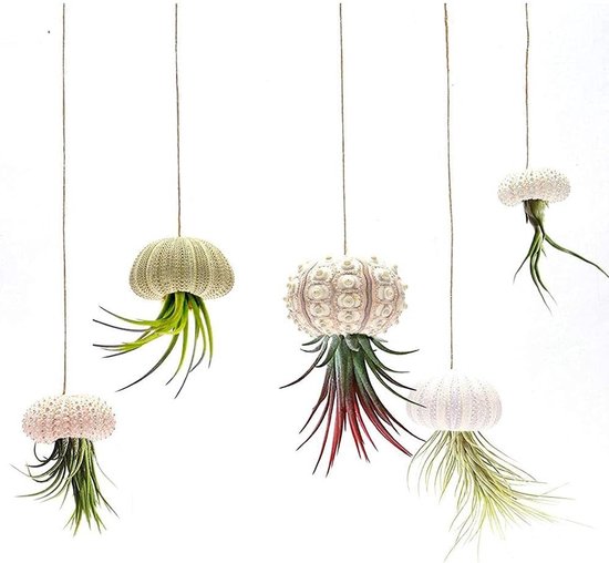 Set van 5 Decoratieve Schelp Plant Holders voor Luchtplanten en ...
