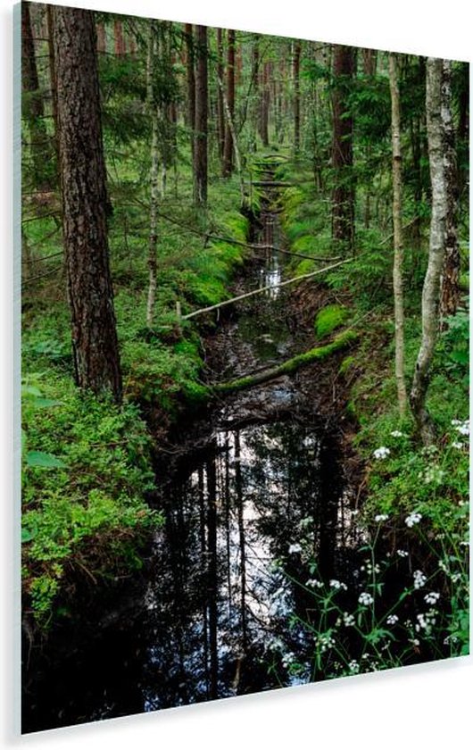 Beekje in het hart van het bekende Poolse bos Białowieża Plexiglas ...